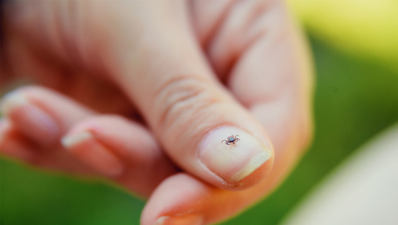 Tick Control – Mosquito Marshals